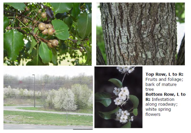 Invasive Callery pear tree now in bloom – Turpin Hills Civic Association